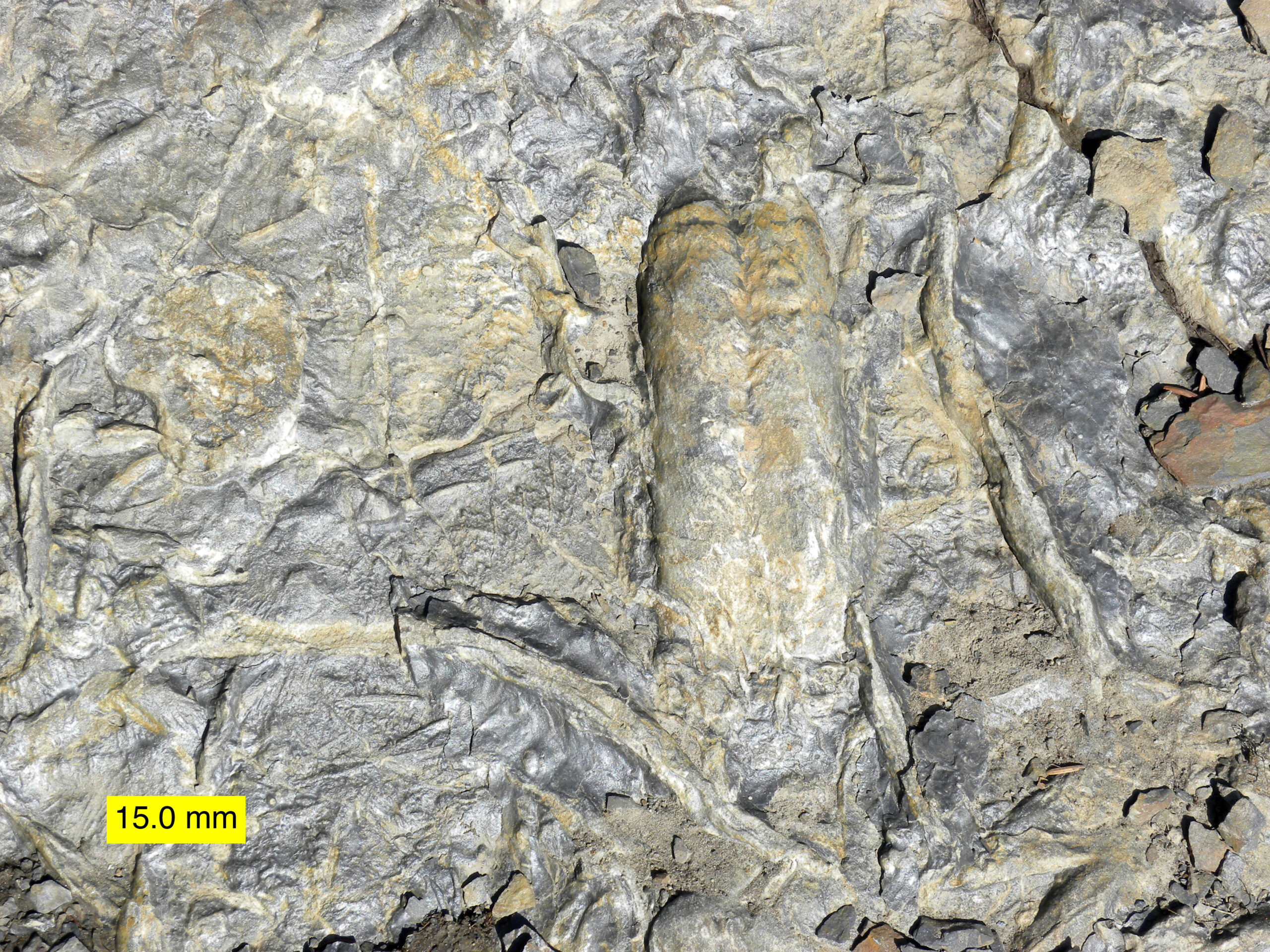 The “Alien” Invasion of Earth’s Deep Past - CoP Laboratories